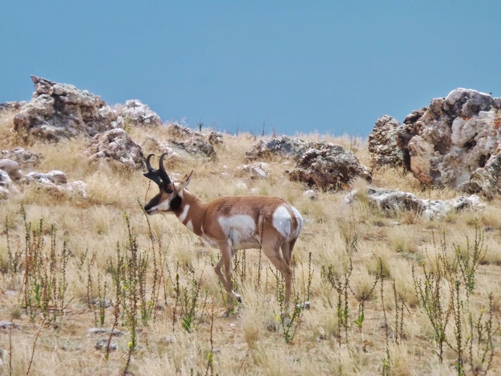 Hand Hug: Antelope Island