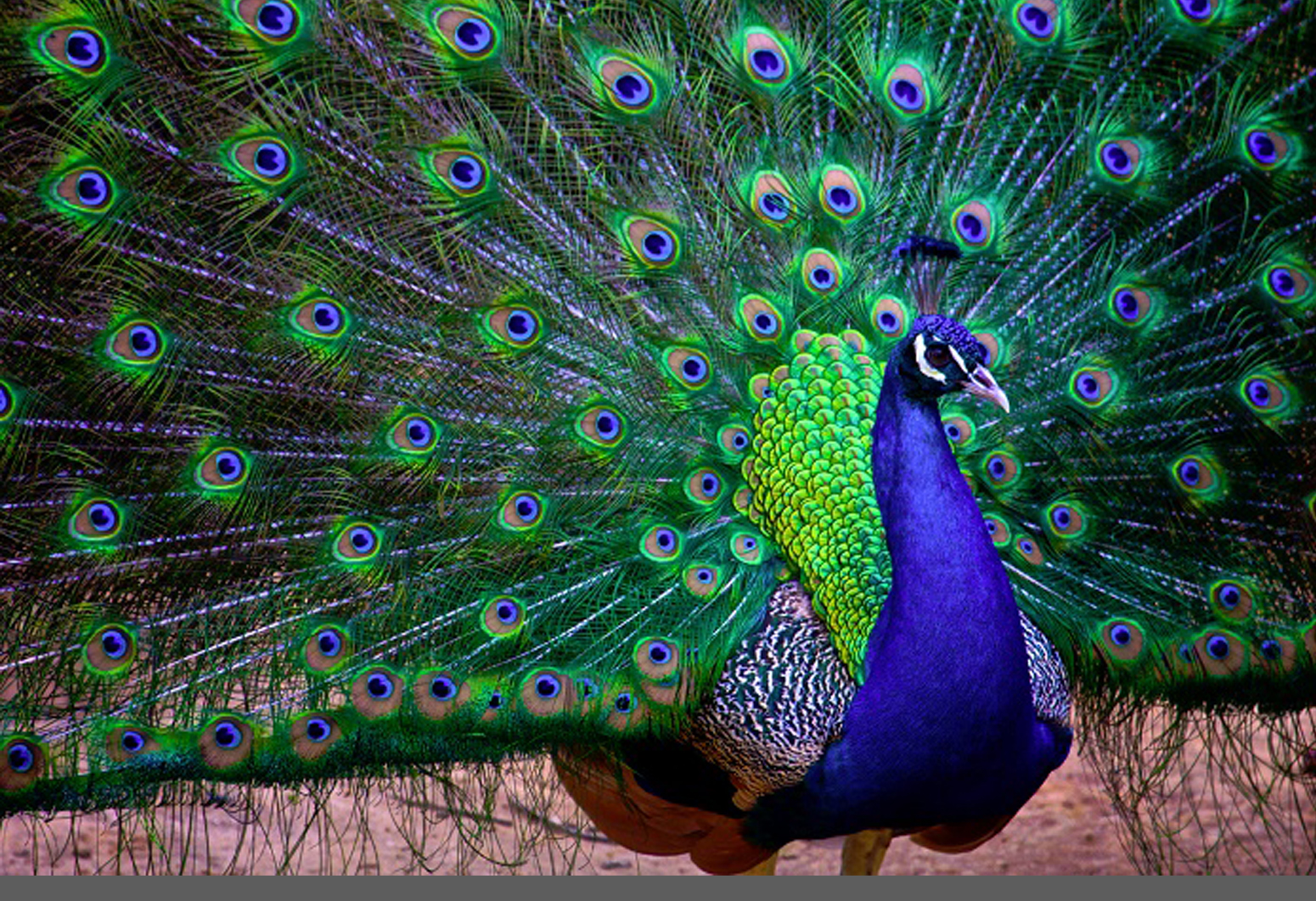 burung | macam macam jenis burung