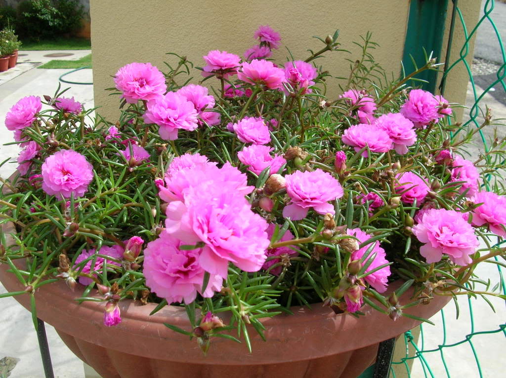 Membina Impian....: INDAHNYA POKOK BUNGA ROS JEPUN