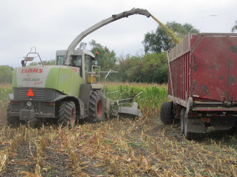 Wagner Feed: Silage cutting