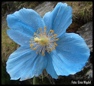 Hagetrollet, Husnissen og Hunden: Blå Valmuesøster