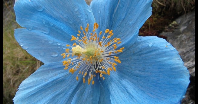 Hagetrollet, Husnissen og Hunden: Blå Valmuesøster