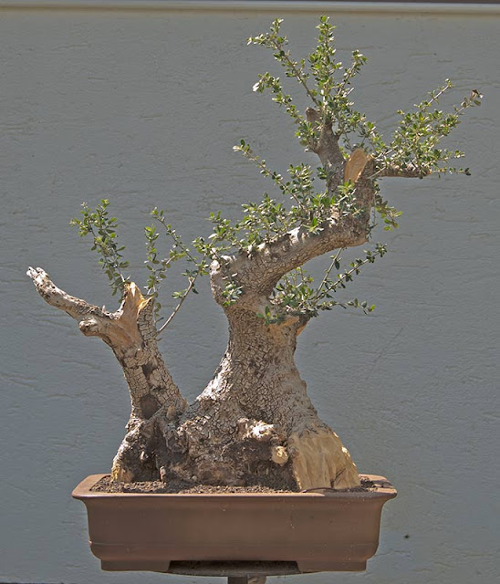 Walter Pall Bonsai Adventures: Mega-Sumo olive improved