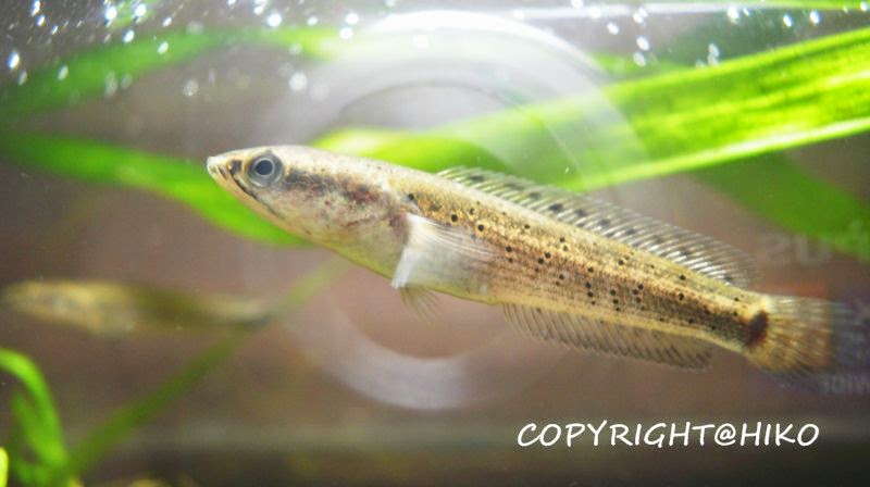Mahamaya Hiko: jual Channa Pulchra 'Peacock Snakehead' Captive breed(CB ...