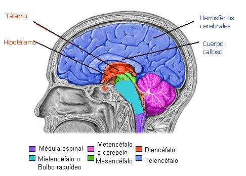 Biologia 1º bachiller; Coordinación y locomoción.: Partes del encéfalo