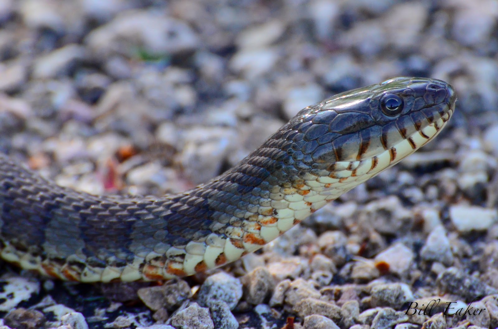 The Rural Path: New Gear and Some Snakes!