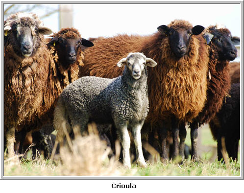S T R A V A G A N Z A: OVINOS - PRINCIPAIS RAÇAS BRASILEIRAS