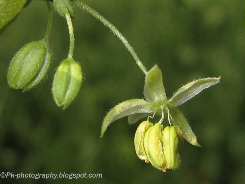 Wild Marijuana-Cannabis sativa | Nature, Cultural, and Travel ...