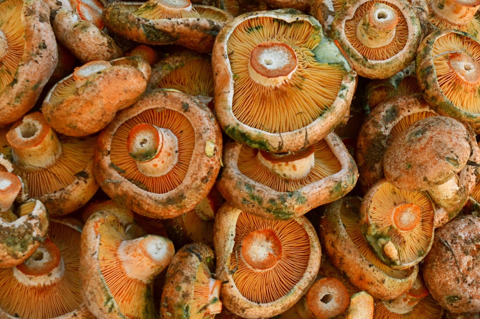 MAGRADAMIRAR: ROVELLONS