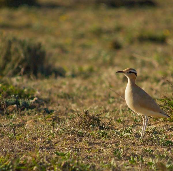 Cream-coloured courser photos | Birds of India | Bird World