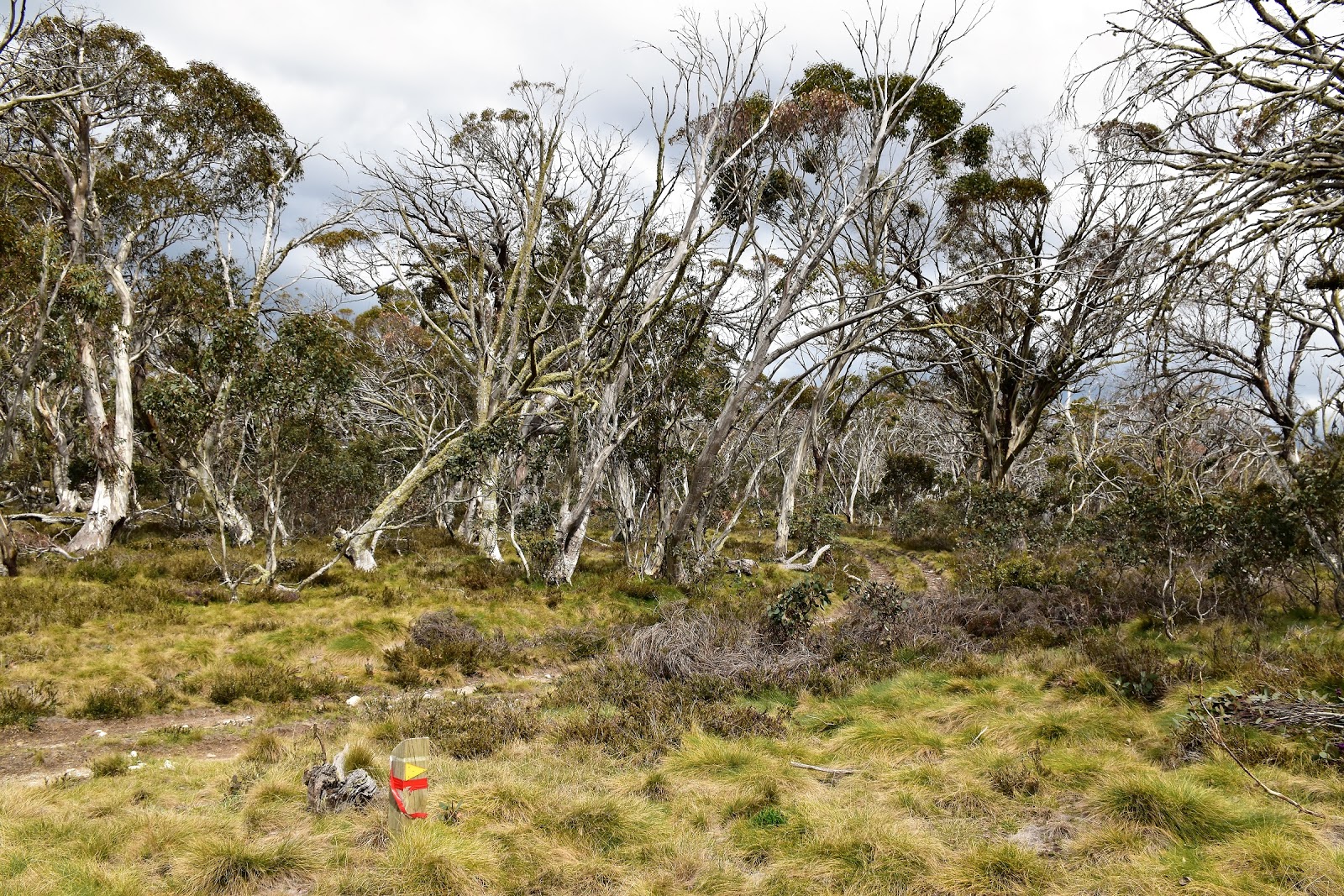 Goin' Feral One Day At A Time: Cleve Cole Hut to Mt Wills, AAWT, Alpine ...