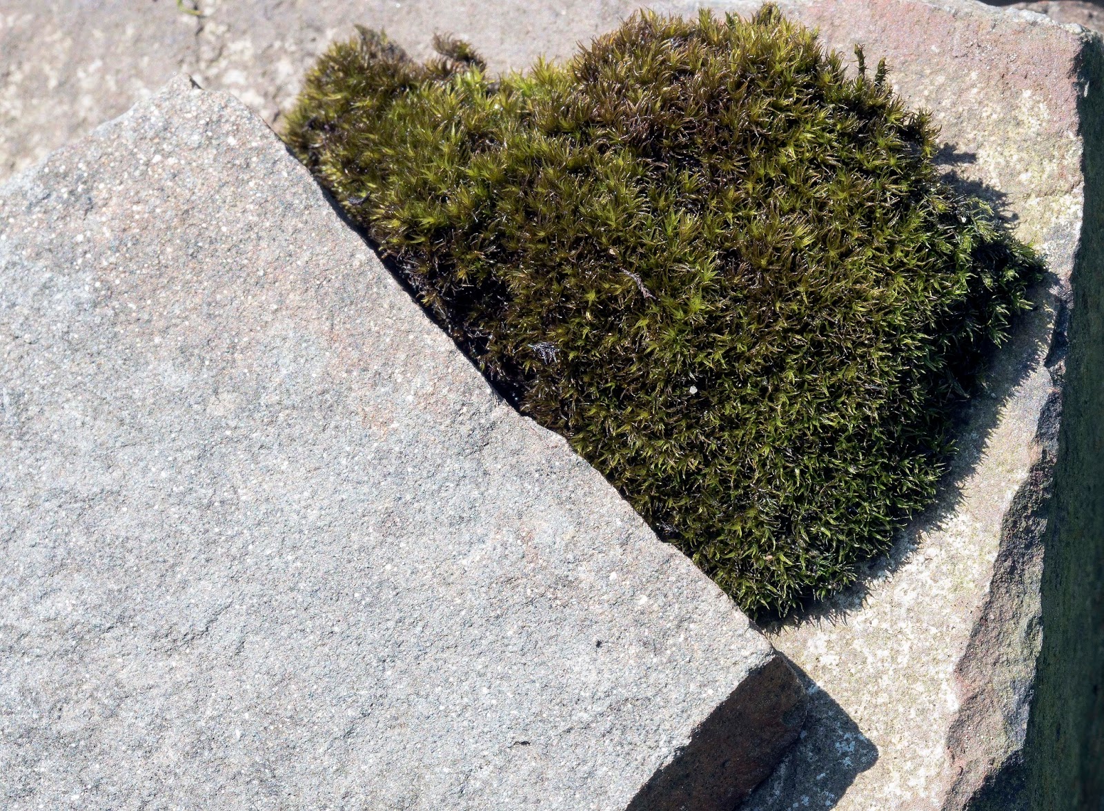 South Wales Bryophytes: Racomitrium sudeticum