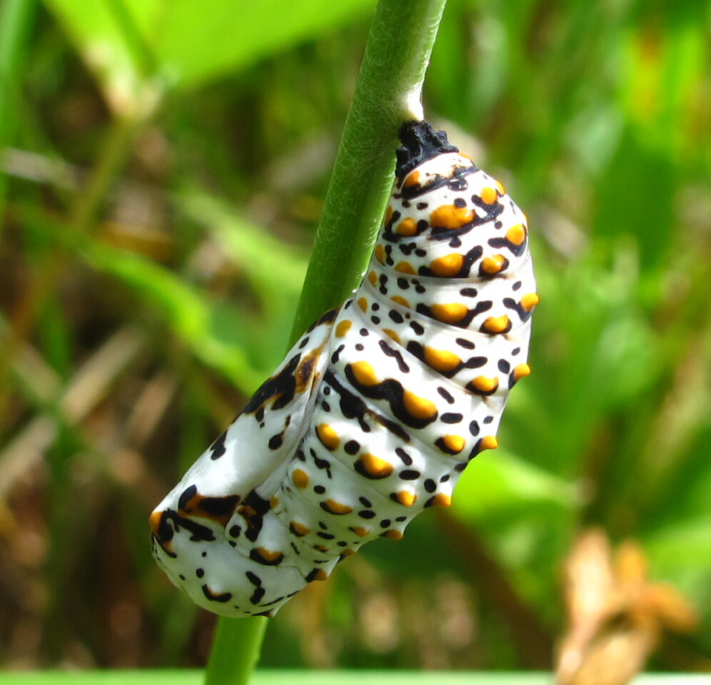 The Joyce Road Neighborhood: Butterfly - Baltimore Checkerspot