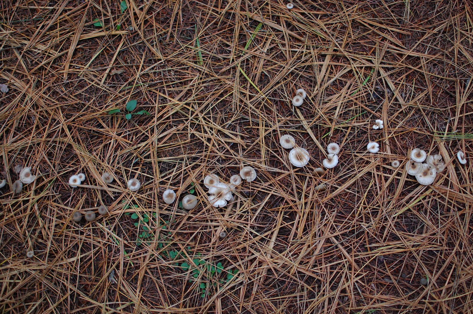 Avalanche Looms: A fairy ring walk