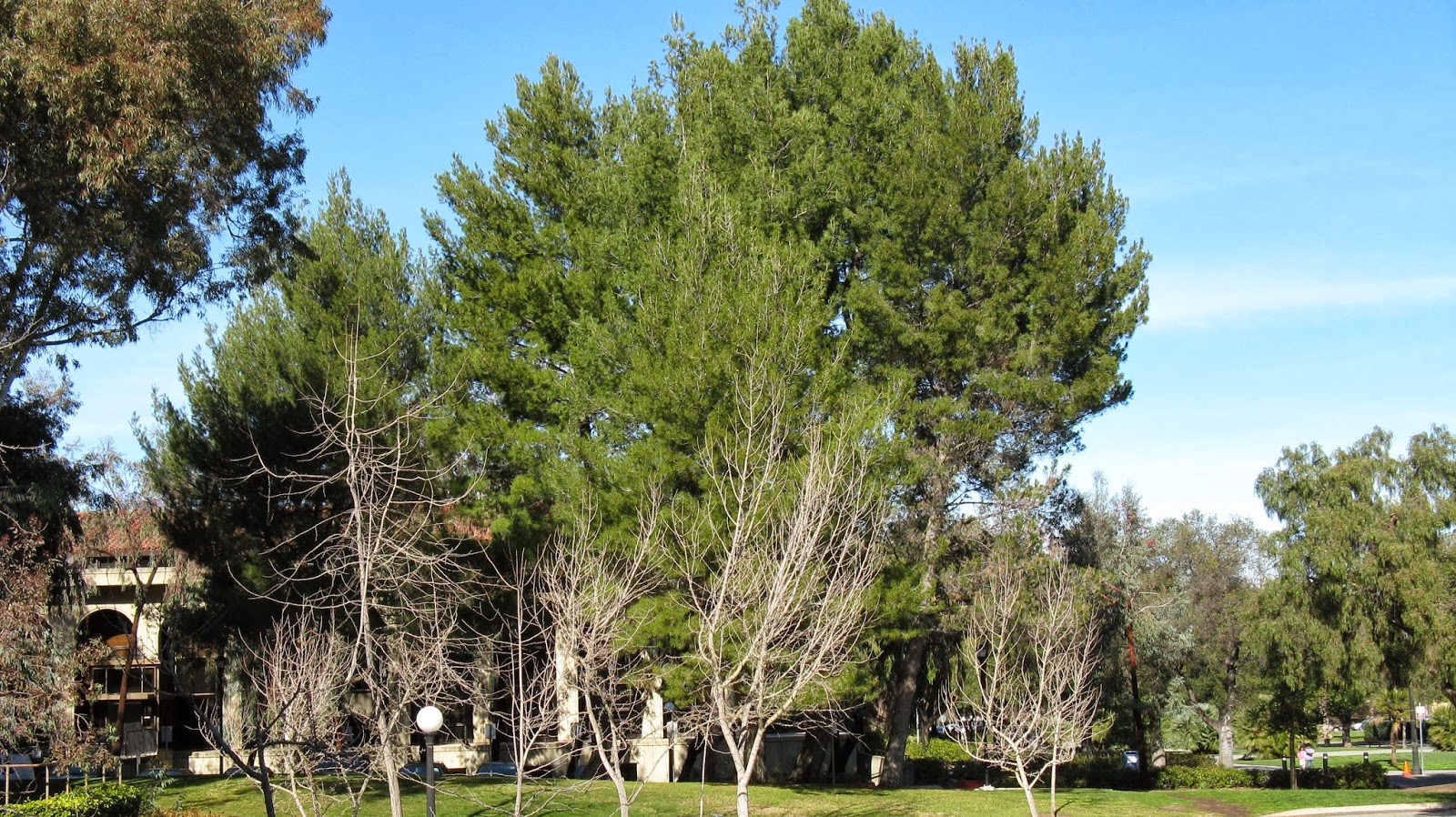 Trees of Santa Cruz County: Pinus halepensis - Aleppo Pine