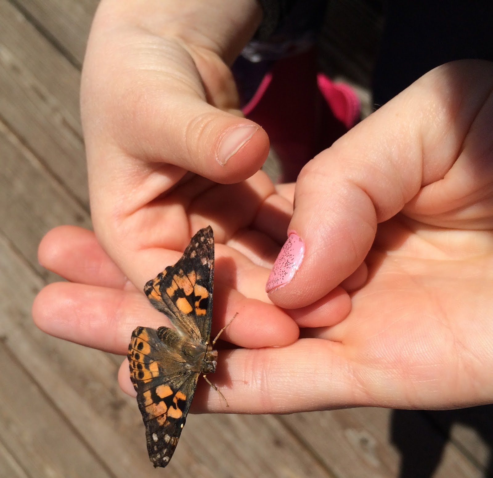 From My Hearth to Yours: Insect Lore Painted Lady Butterfly Project
