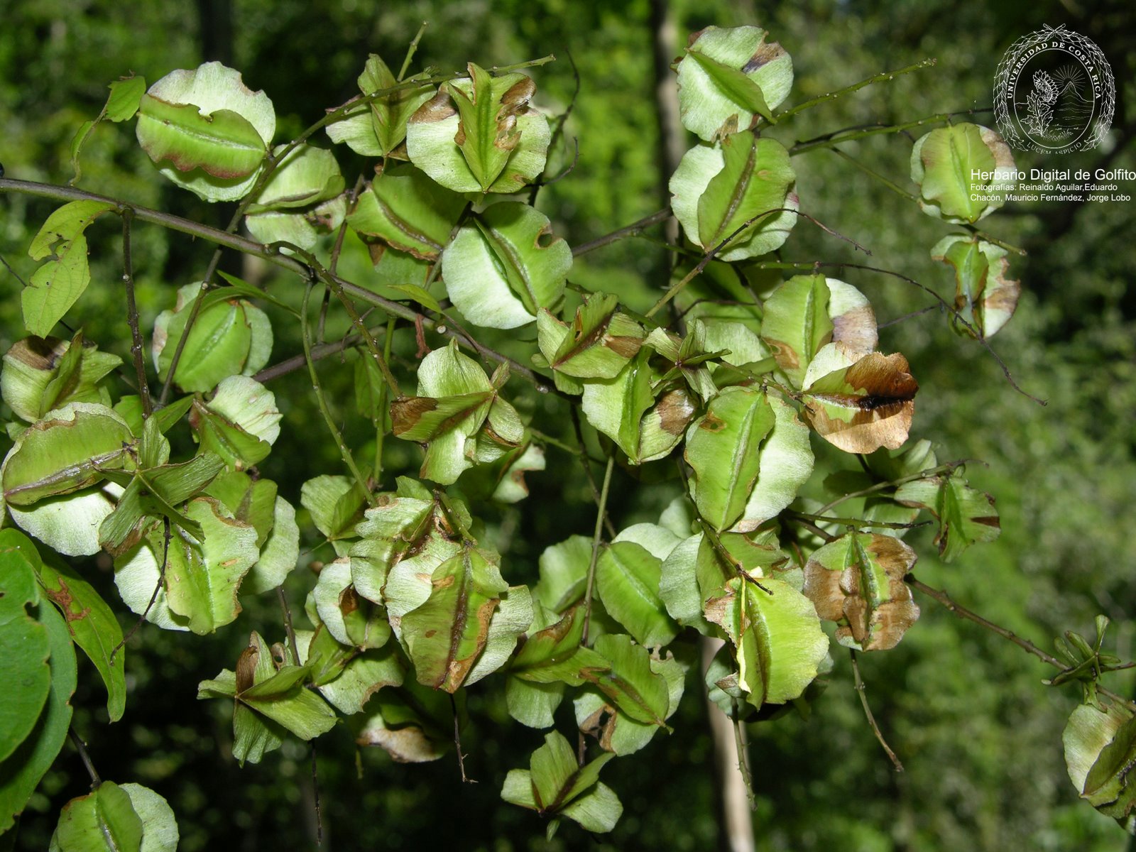 Mofumbo - Combretum leprosum
