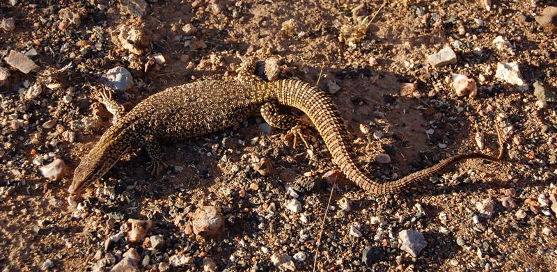 WA Zoologist: Images of the Pilbara