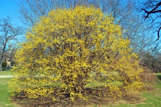 Cornus mas o Cornejo de Cornelia- Descripción, cultivo y cuidados