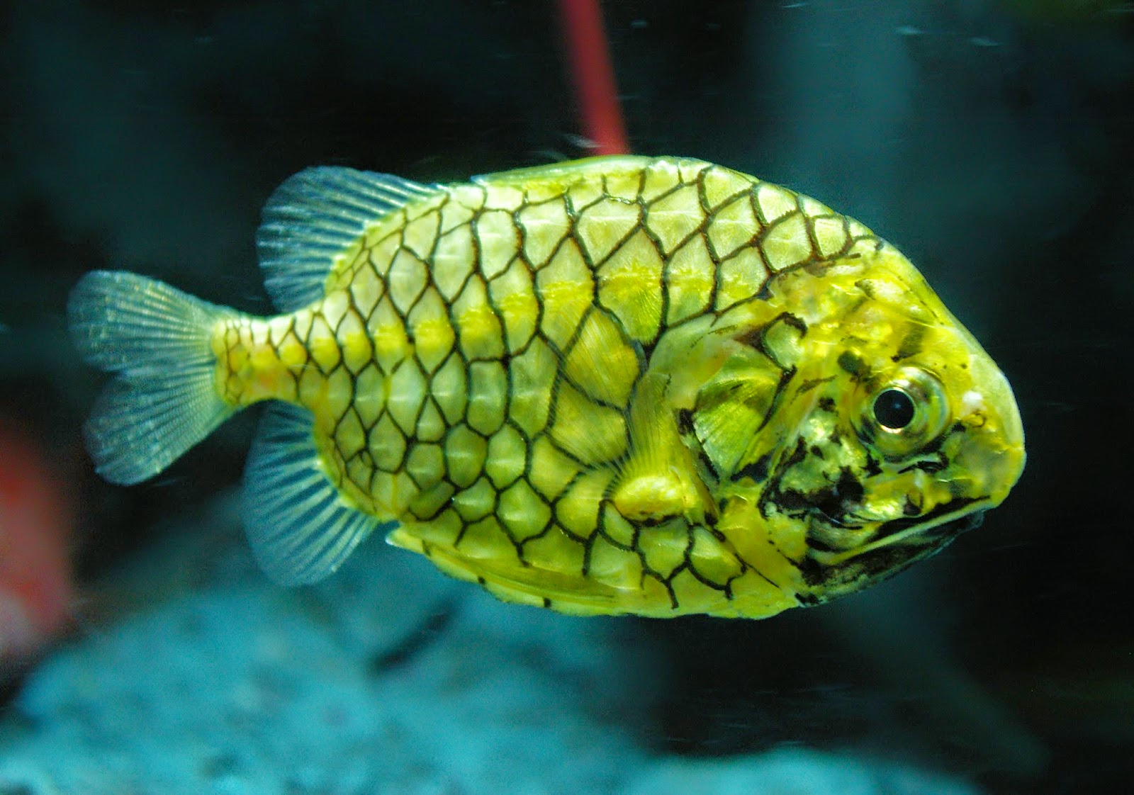 PINECONE FISH photos - wallpapers | the fun bank