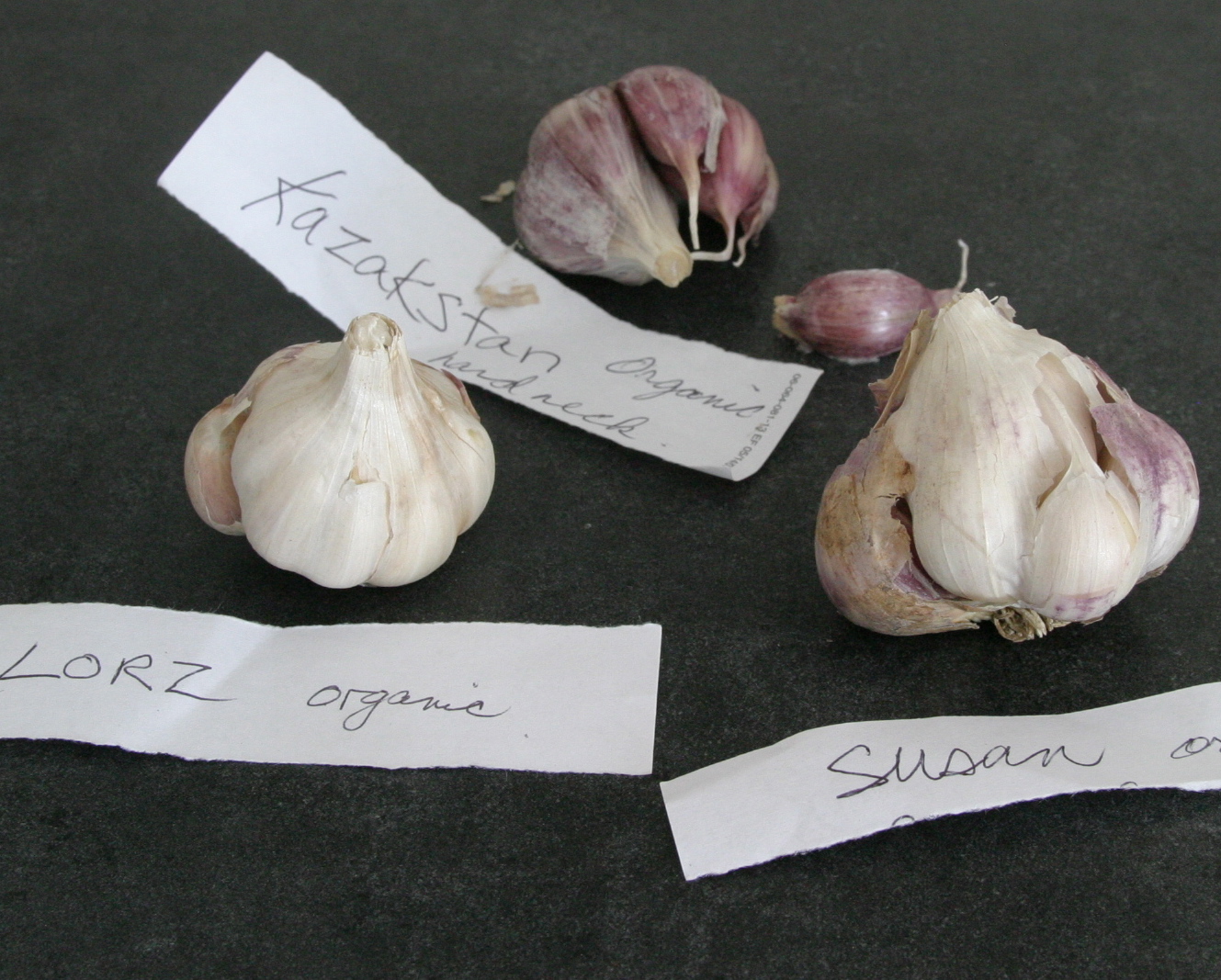canadian cooking: Garlic Tasting