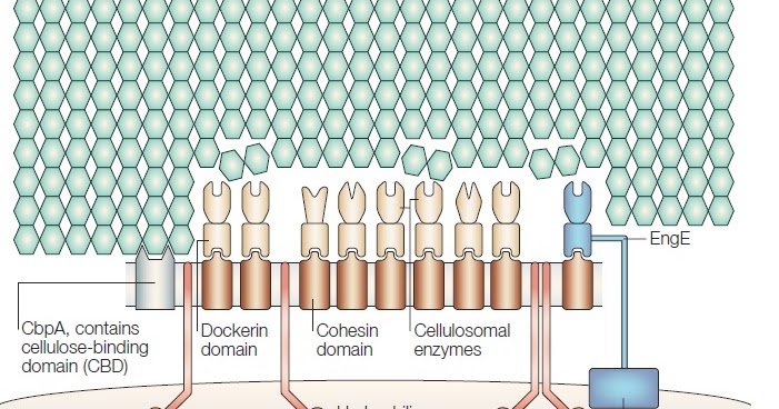 Emerald Biology: Fuels for Biofuels part 6: the cellulosome