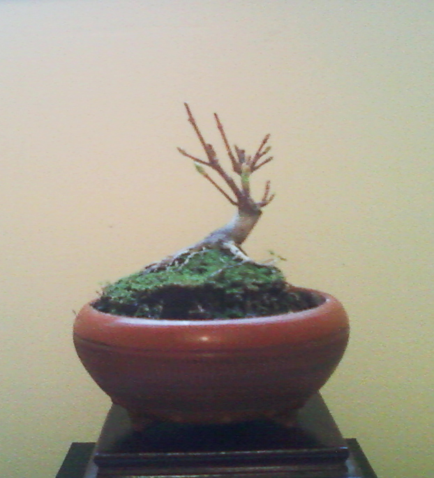 Laser Beam Bonsai: mini-bonsai red maple (acer rubrum)