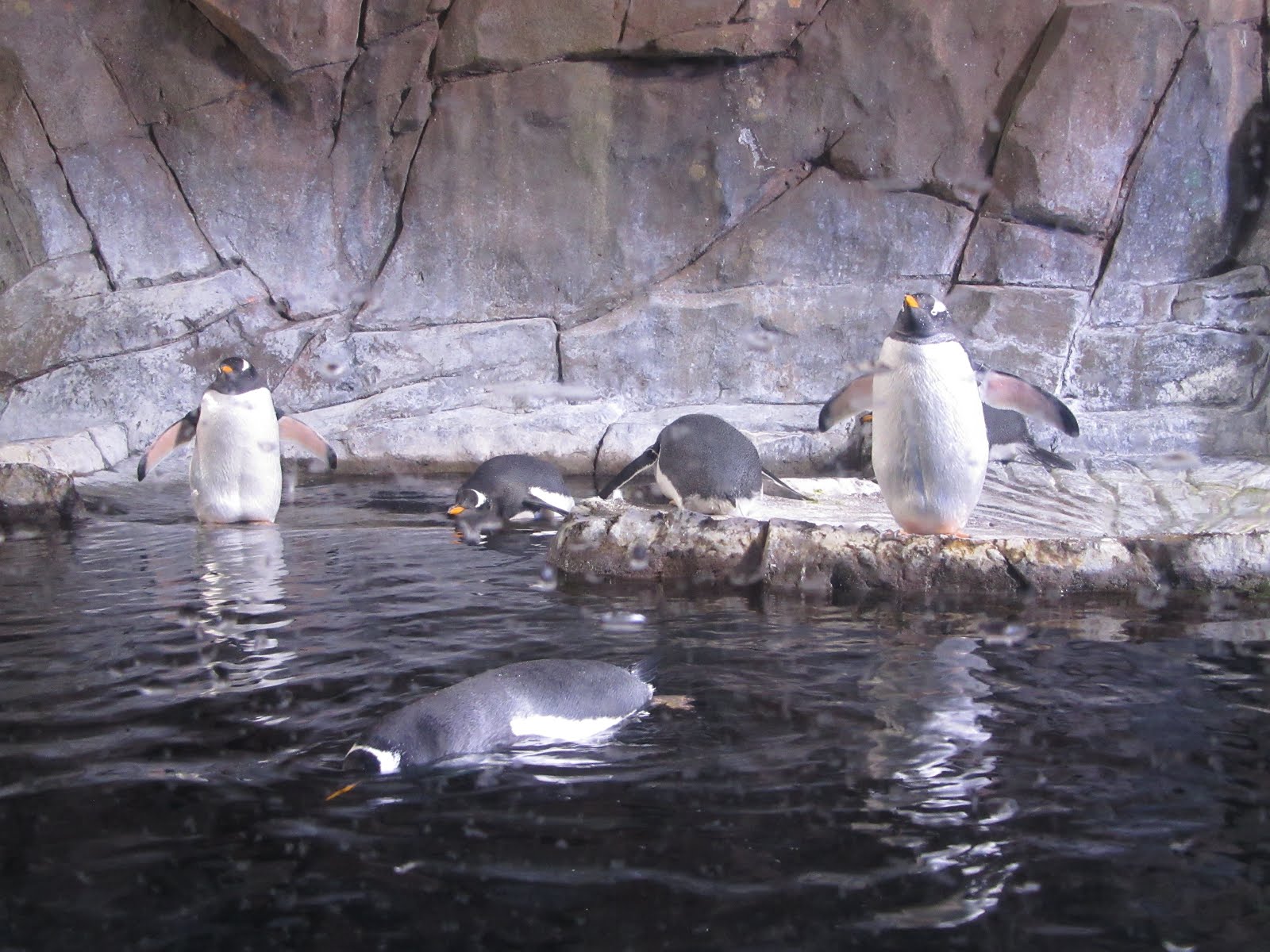 rogue quilter: All God's Critters Got a Place In The Choir (really long ...