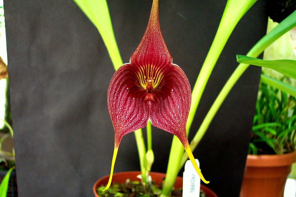 Masdevallia hercules care and culture | Travaldo's blog