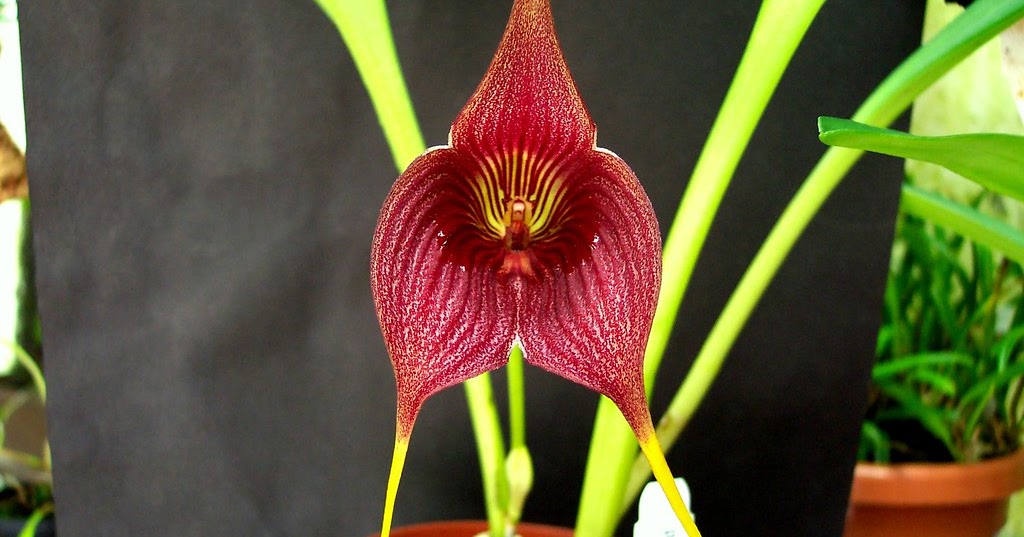 Masdevallia hercules care and culture | Travaldo's blog