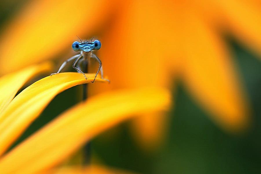 Fotógrafo captura a beleza das Libelinhas | Marte é para os Fracos