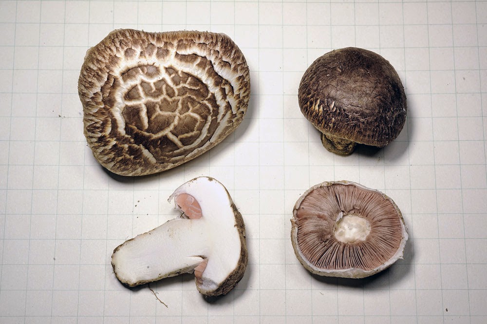Funghi Teramani: Agaricus porphyrocephalus F.H. Møller
