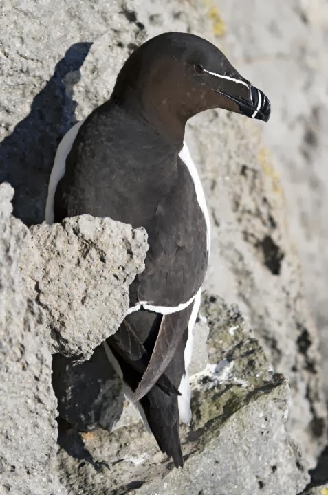 Tierra de gaviotas, chorlitos, gaviotines, frailecillos, alcas: Alca ...