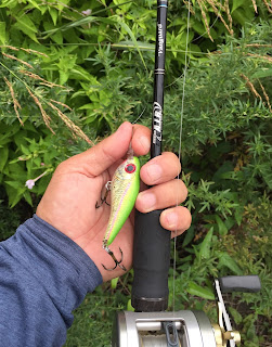 どこまでも2: LINDY" SHADLING