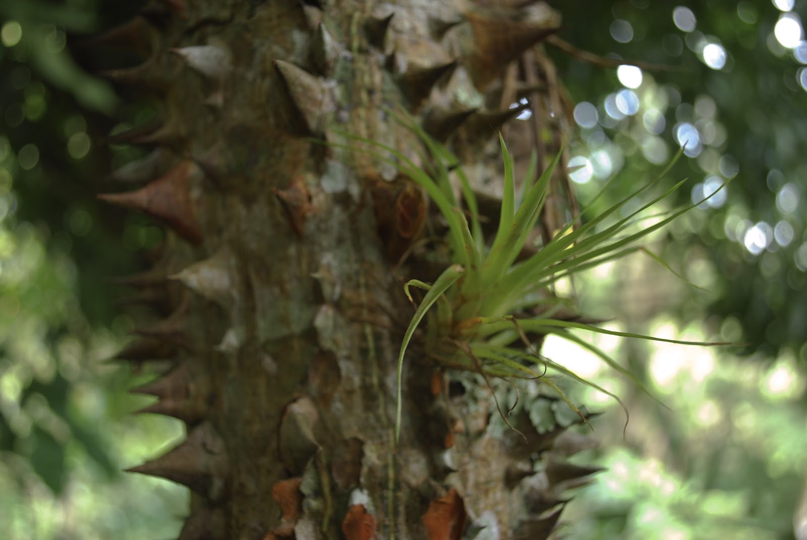 radiant[allusions]: Pochote