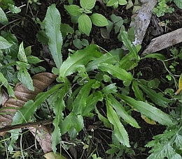 Huerto urbano, agricultura técnica, hidroponía: Culantro coyote ...