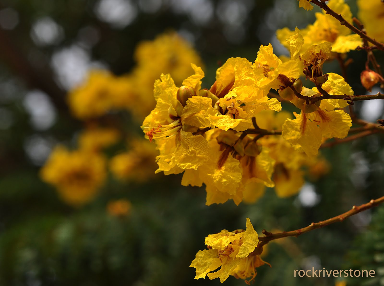 rockriverstone: Yellow Flame Tree - Pokok Batai Laut (Peltophorum ...