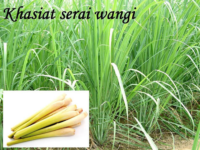 Khasiat Serai Wangi - Tumbuhan Herba