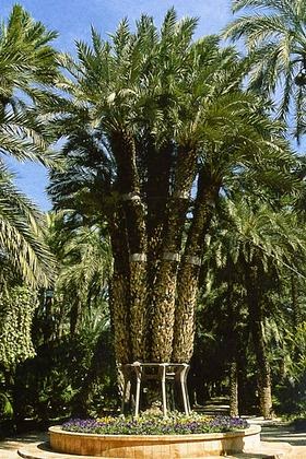 EL PALMERAL DE ELCHE
