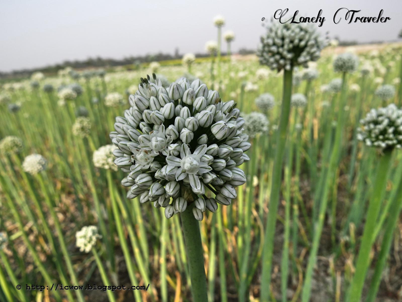 Onion flower - Allium cepa