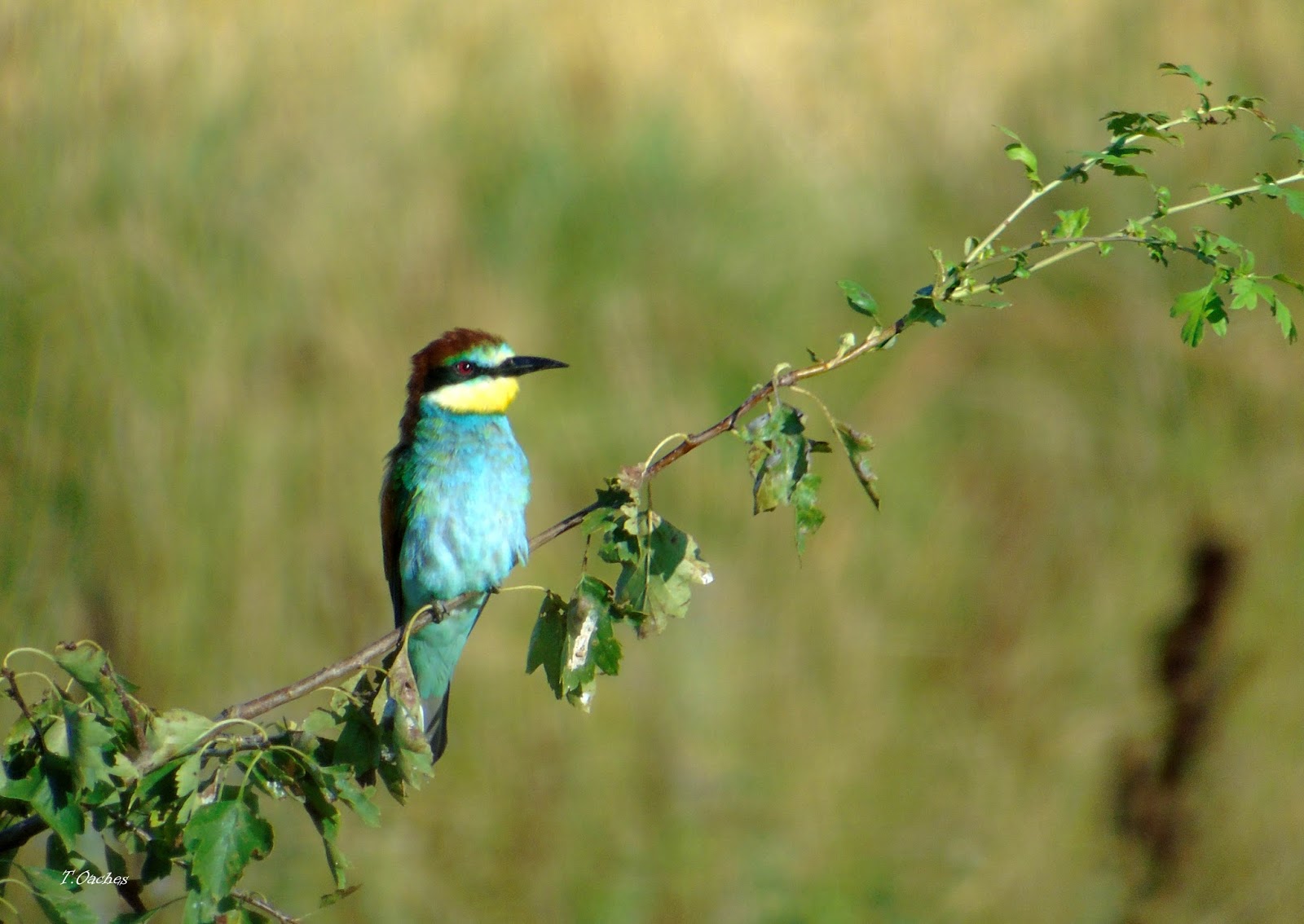 PASARI DIN ROMANIA: PRIGORIE, Merops apiaster