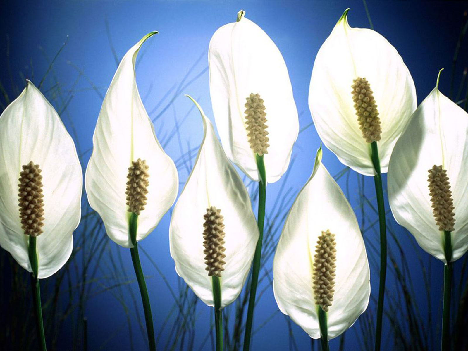 XS Wallpapers HD: Peace Lilies Wallpapers
