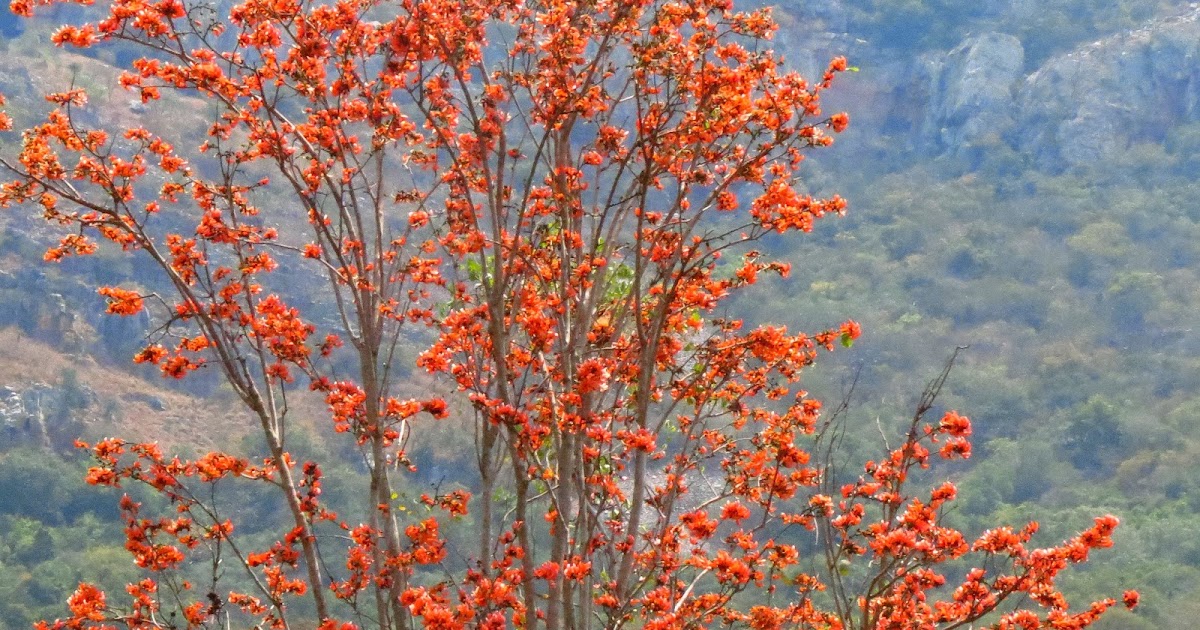Medicinal Plants: Butea monosperma Palash Flame of fores,t moduga