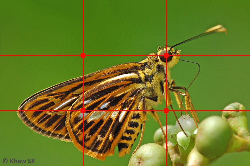 Butterflies of Singapore: Butterfly Photography 101 - Part 5