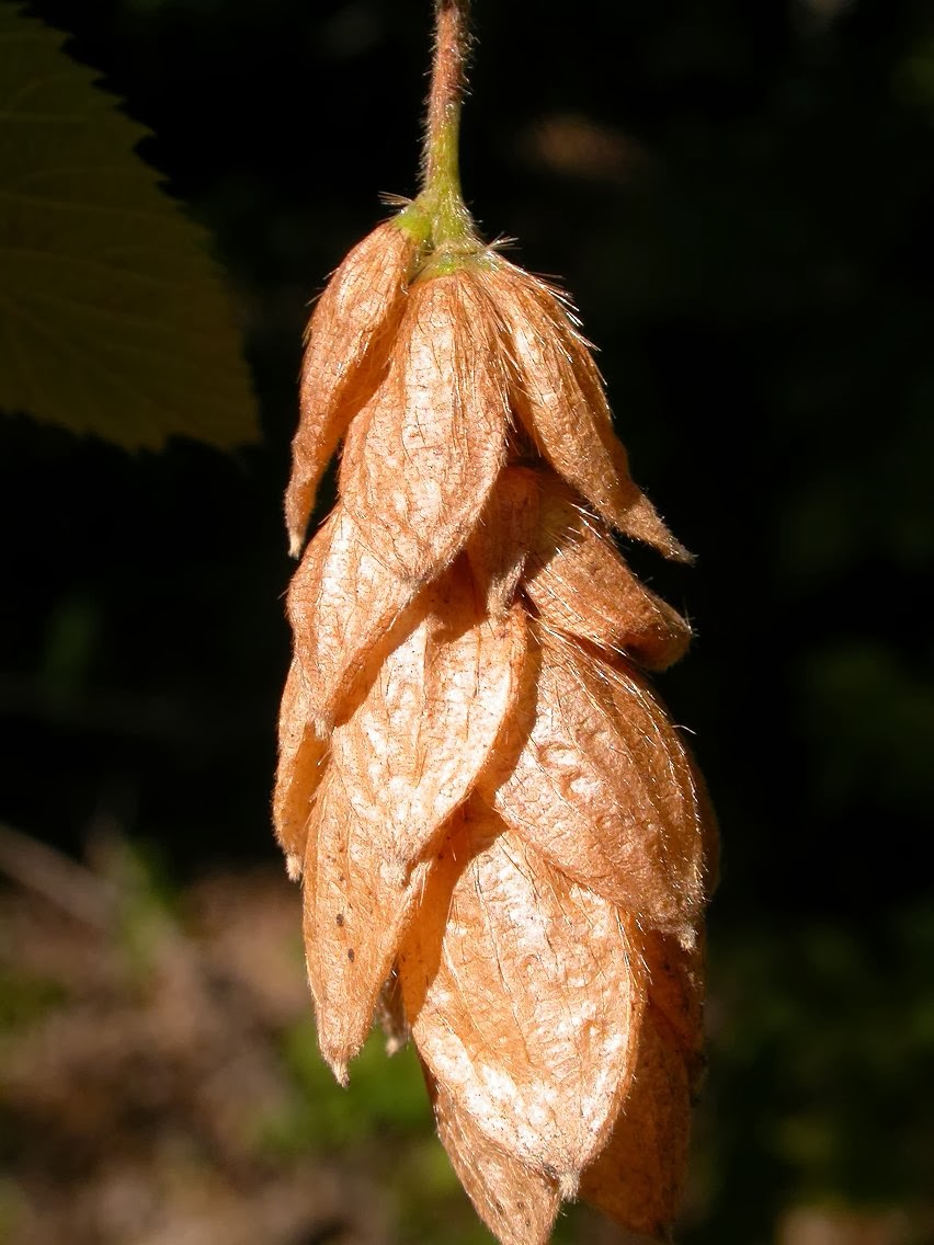 Plant of the Day: Plant of the day is: Ostrya virginiana or hop hornbeam
