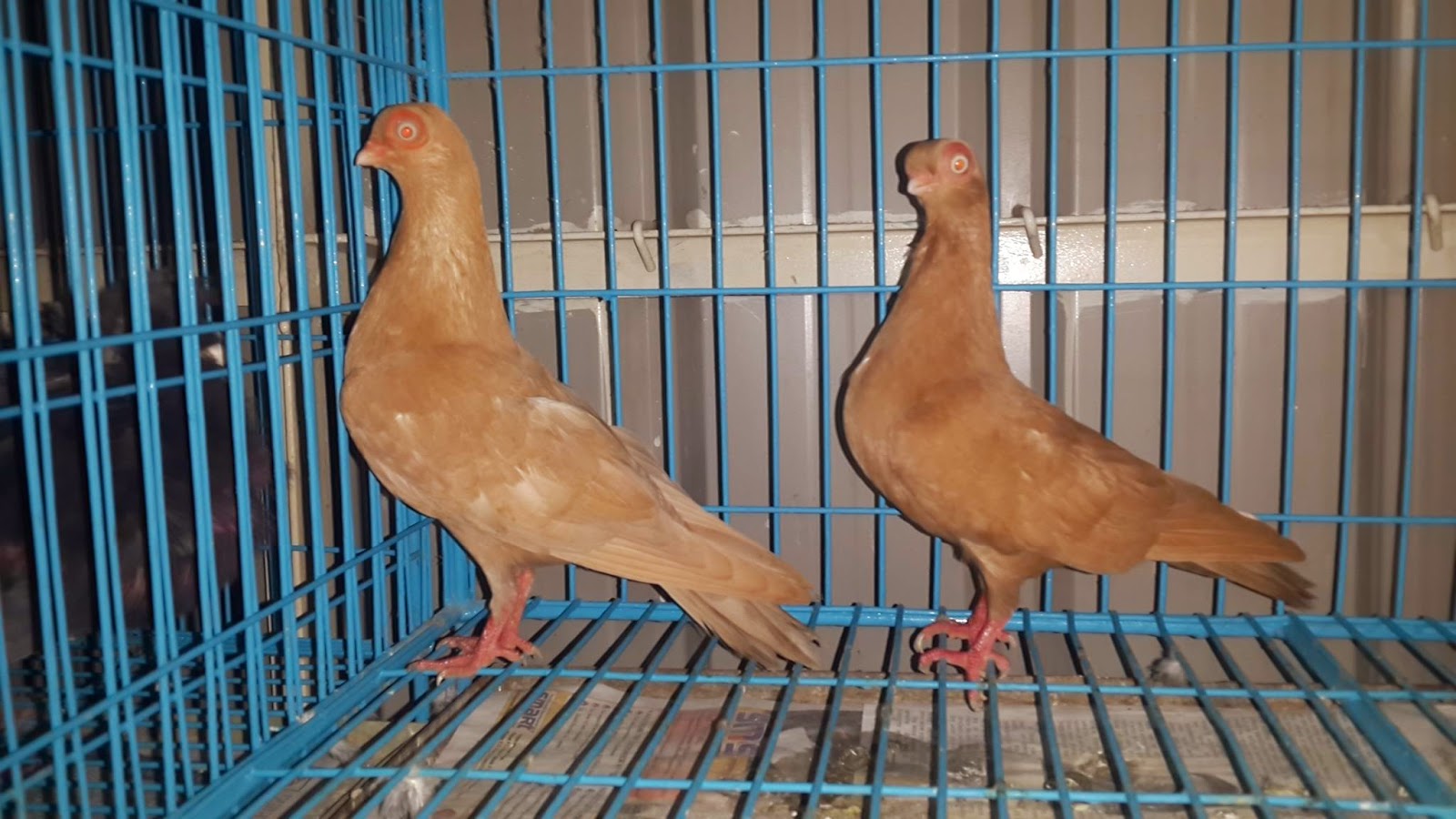 Fancy Pigeon Breeds: Vienna short faced tumbler