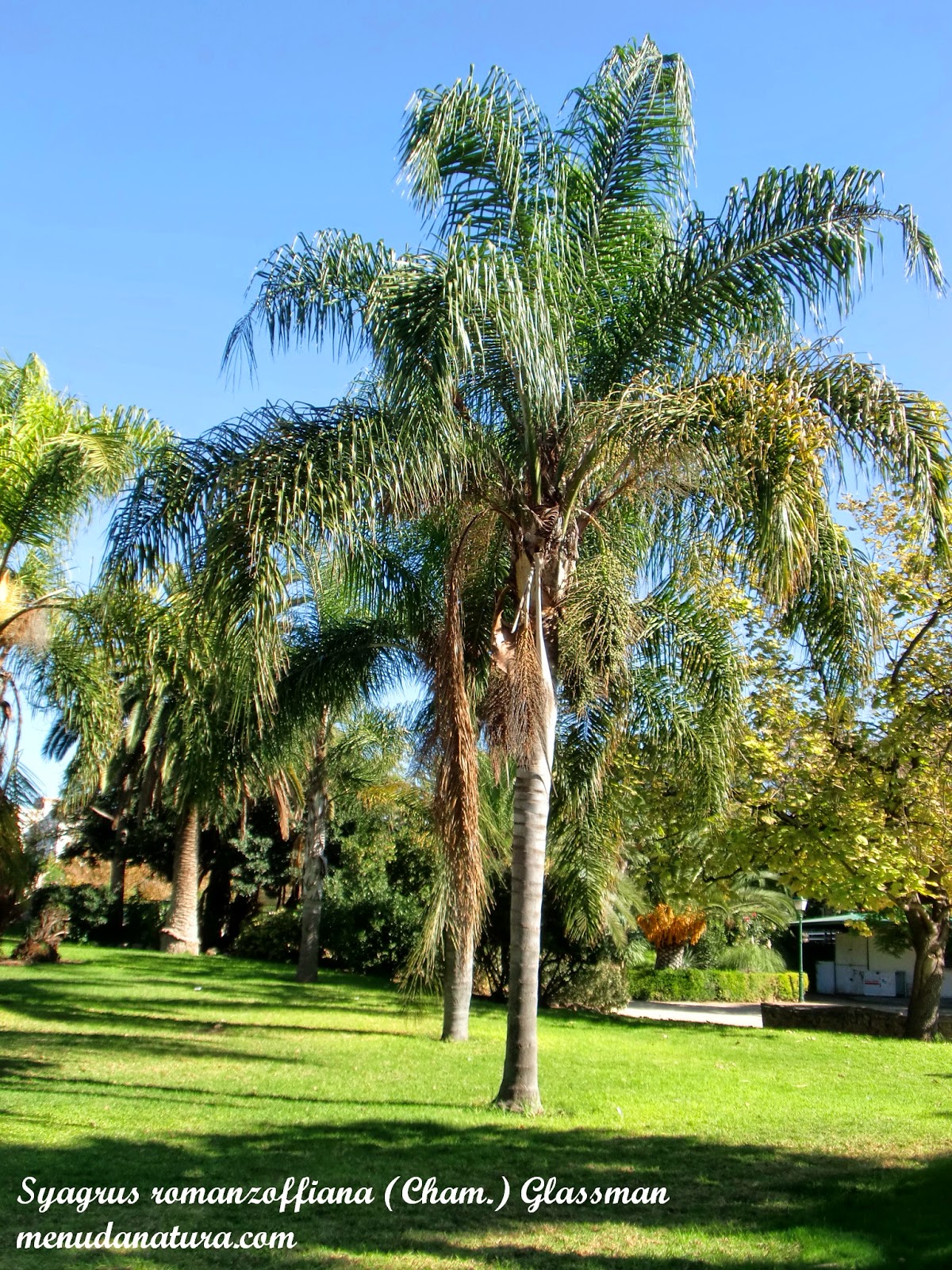 El Jardí de Menuda Natura: Palmera de la reina. Fals cocoter