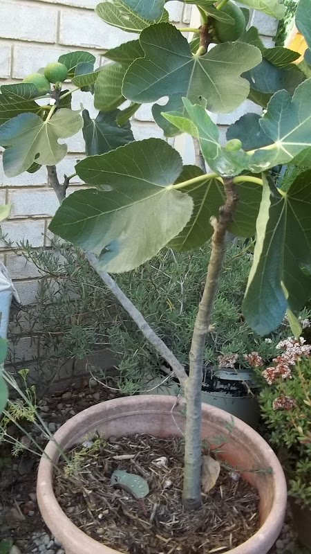 My Cooking and My Garden: Potted Fig Tree.