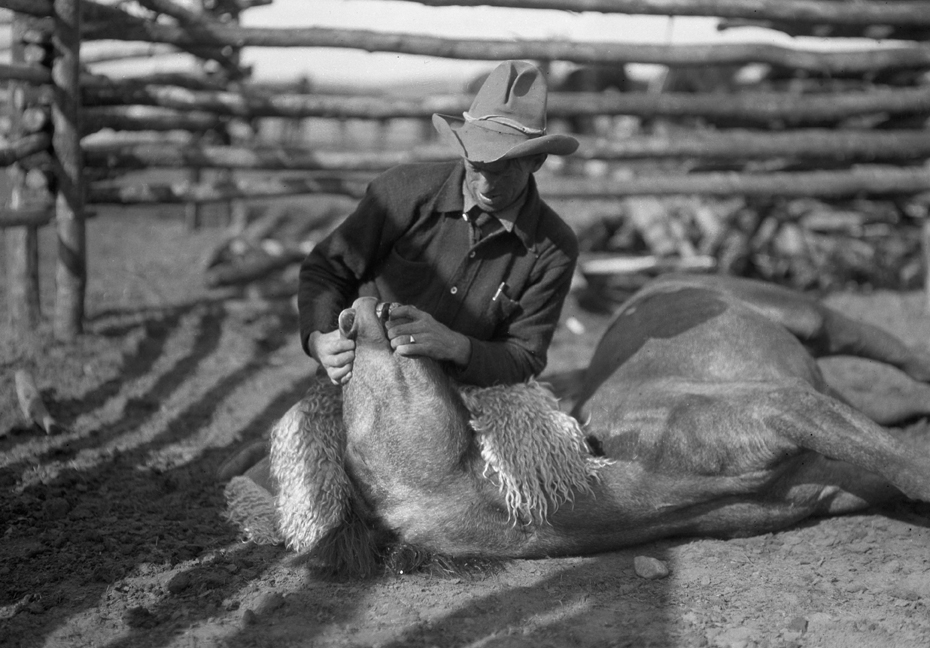 24 Rare Photos Show Canadian Cowboys From the Late 19th and Early 20th ...
