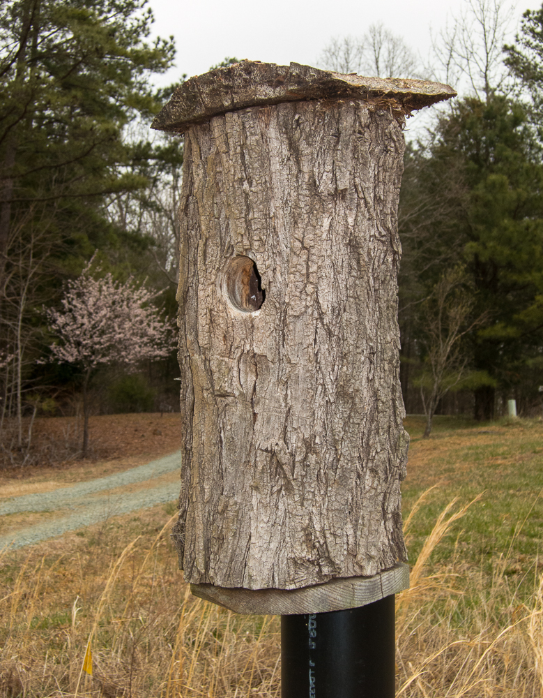 Roads End Naturalist: Hollow log Bluebird house